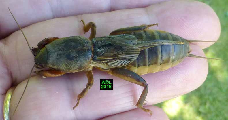 La Courtiliere Ou Taupe Grillon Gryllotalpa Gryllotalpa Biologie La Courtiliere Ou Taupe Grillon Gryllotalpa Gryllotalpa Biologie
