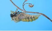 le Machaon (Papilio machaon), biologie et développement.
