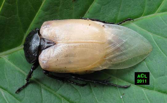 le Pique prune ou Barbot (Osmoderma eremita), biologie, morphologie ...