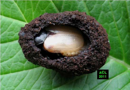 le Pique prune ou Barbot (Osmoderma eremita), biologie, morphologie ...