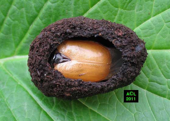 le Pique prune ou Barbot (Osmoderma eremita), biologie, morphologie ...