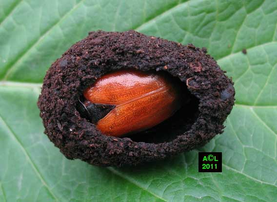 le Pique prune ou Barbot (Osmoderma eremita), biologie, morphologie ...