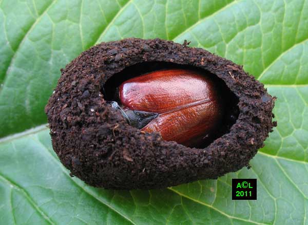 le Pique prune ou Barbot (Osmoderma eremita), biologie, morphologie ...