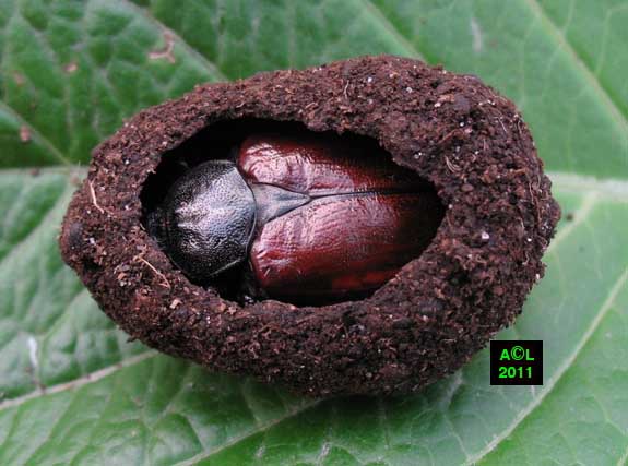 le Pique prune ou Barbot (Osmoderma eremita), biologie, morphologie ...