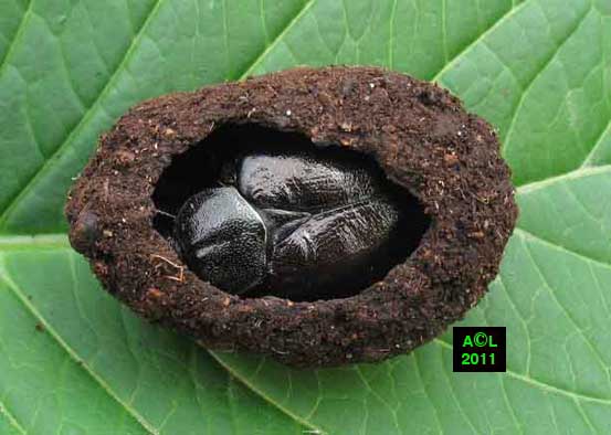 le Pique prune ou Barbot (Osmoderma eremita), biologie, morphologie ...