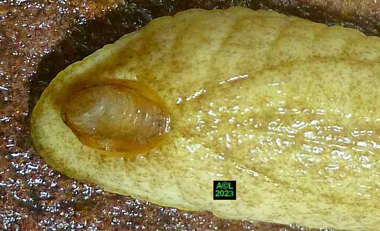 Les testacelles, morphologie, biologie, reproduction.