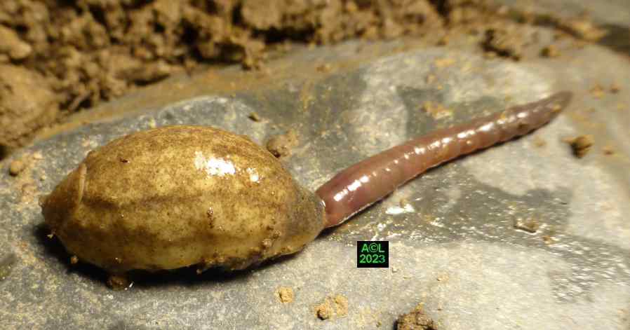 Les testacelles, morphologie, biologie, reproduction.